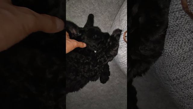 Реми 2 месяца