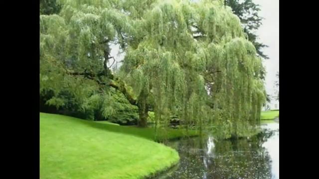 Василий Макеев  Неужели деревья