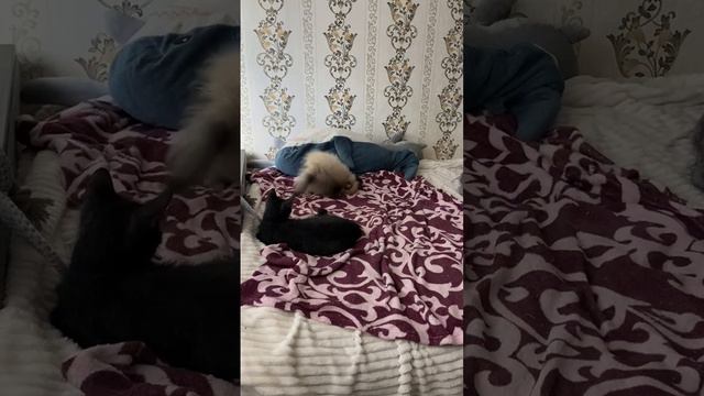 Юкки и Микки отдыхают. Микки не теряет надежды подружиться