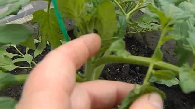 Где лучше выращивать рассаду томатов