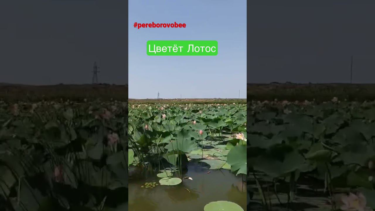 Цветёт #лотос #pereborovobee #мёд #beekeeping #bees #пасека #пчеловодство #улей #цветы
