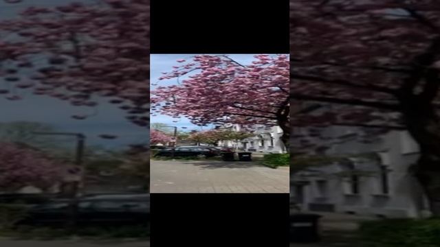 САКУРА ЦВЕТЁТ