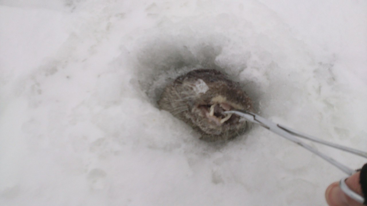 Из лунки показалась не рыба, а неведомый зверь!