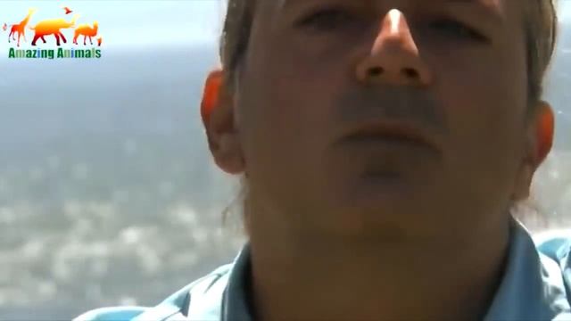 National Geographic.В мире животных. Касатка убивает дельфинов. Жестокое убийства дельфинов.