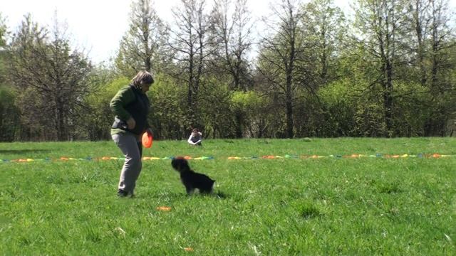 Татьяна и цвергшнауцер Чижик.mp4