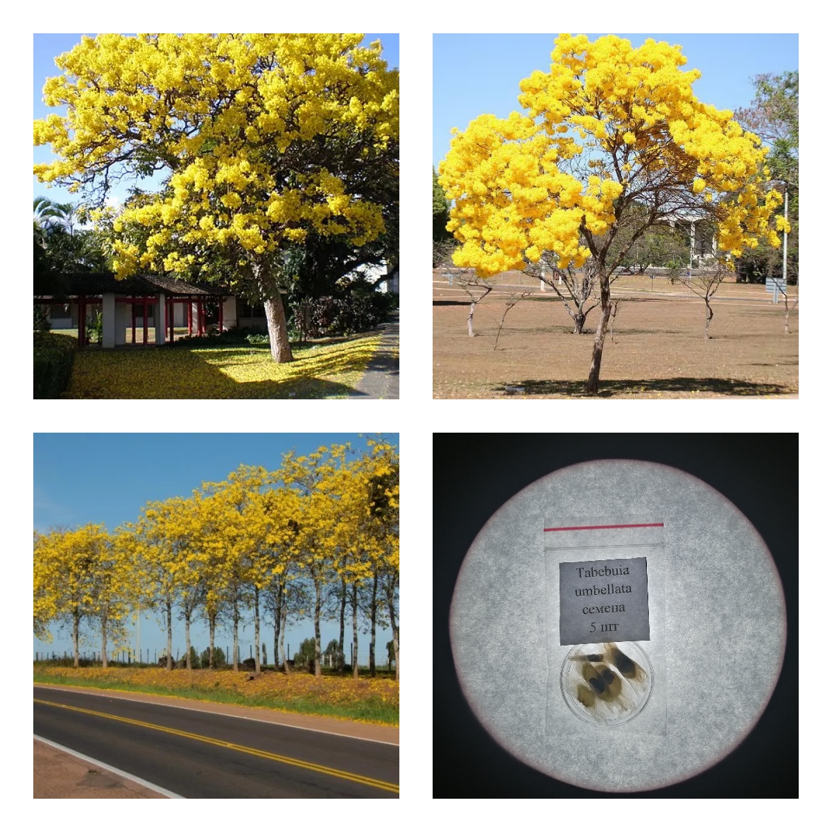 Табебуйя зонтичная (Tabebuia umbellata)  - руководство по проращиванию