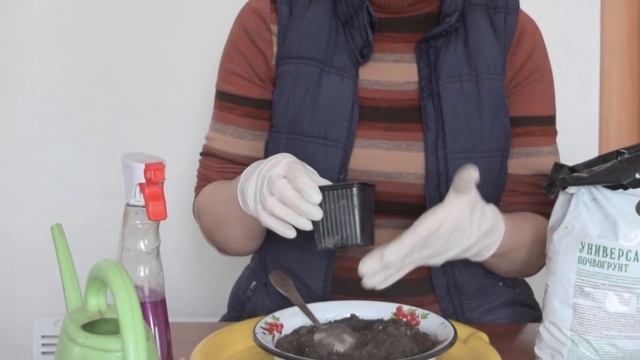 ПОРТУЛАК . посев на рассаду __ март 2017.