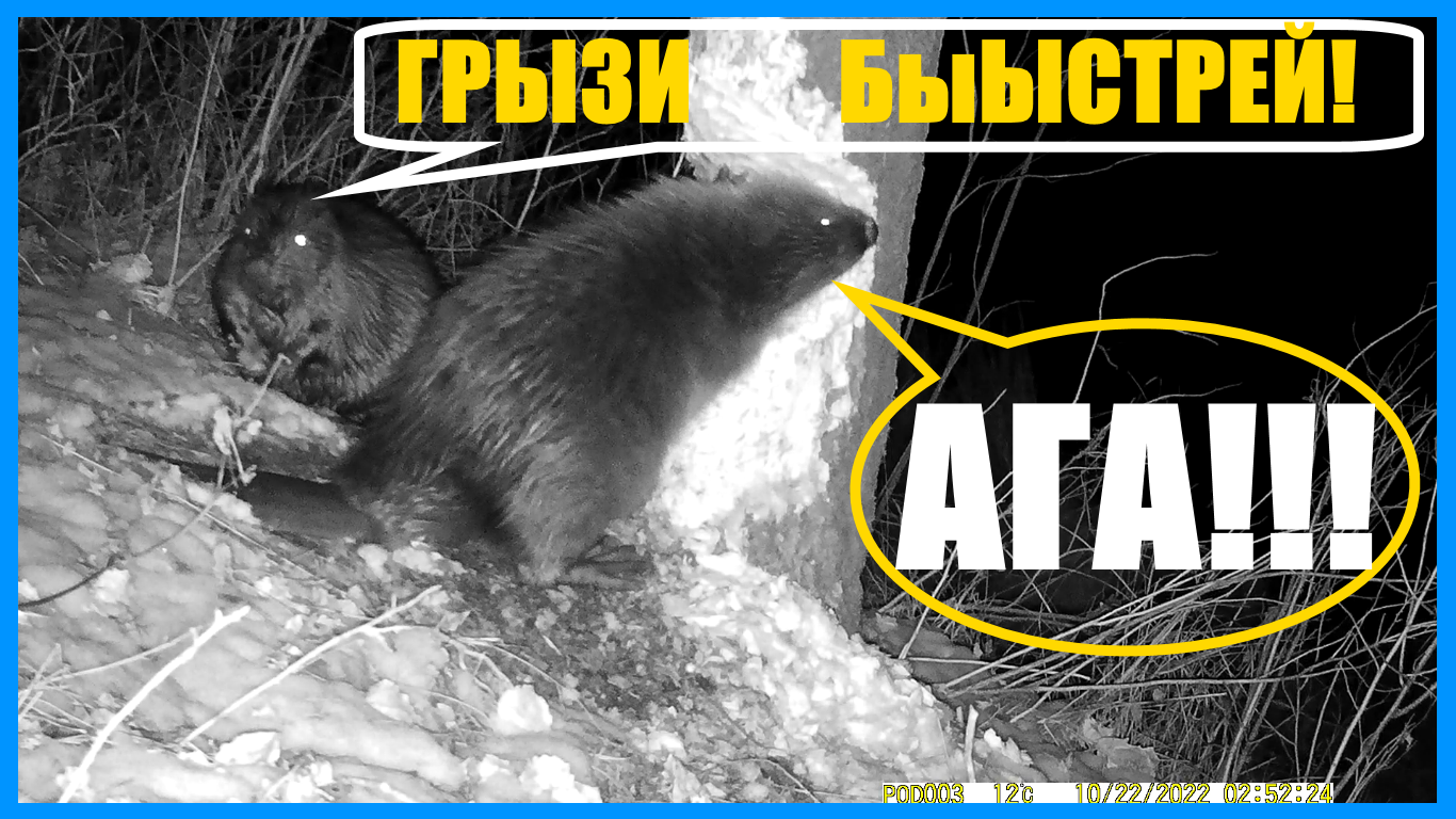 БОБРЫ В СПЕШКЕ ГРЫЗУТ ДЕРЕВО. Скоро зима, нужны припасы. ОХОТА НА БОБРА (ч.2).