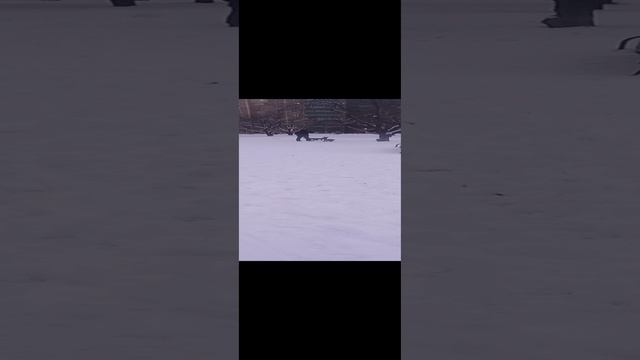 Наша прогулка с питомцами