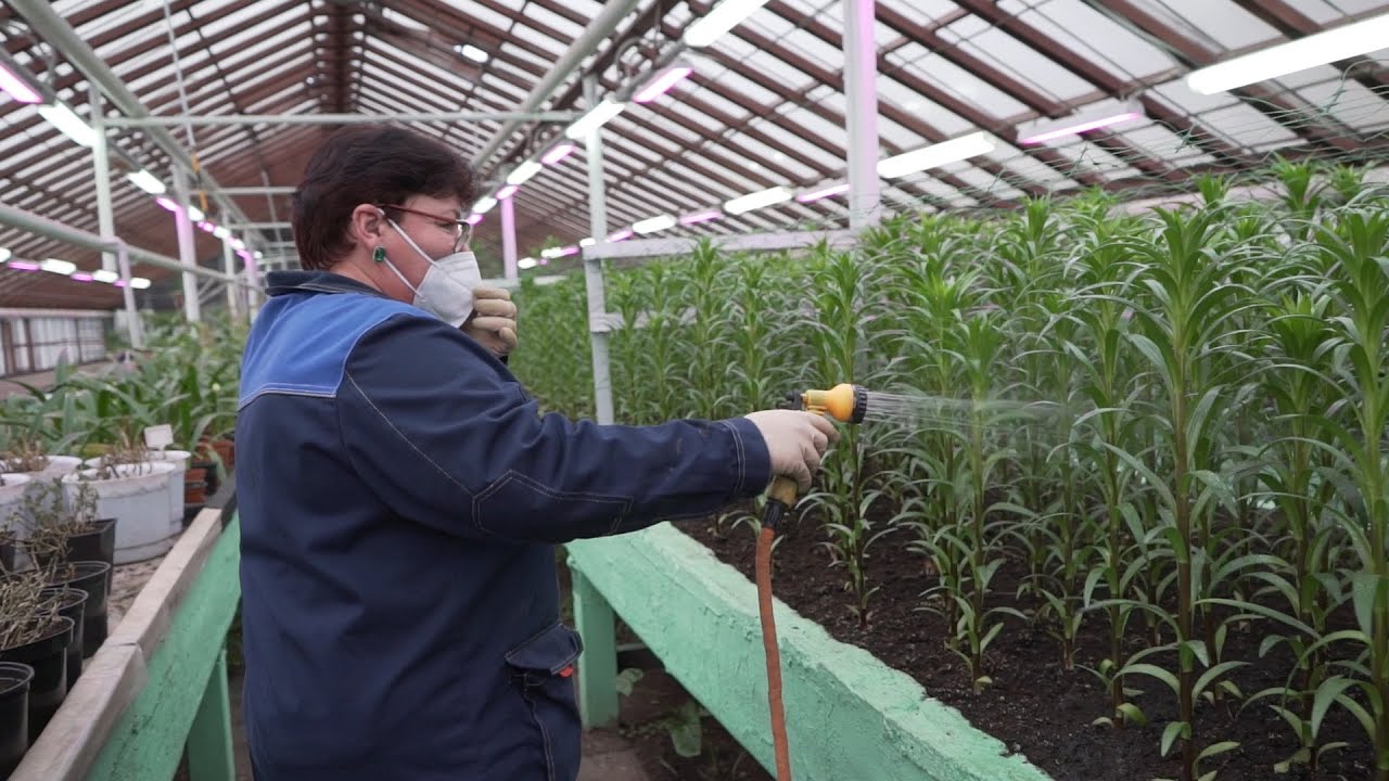 Здравствуй, дерево! # 1