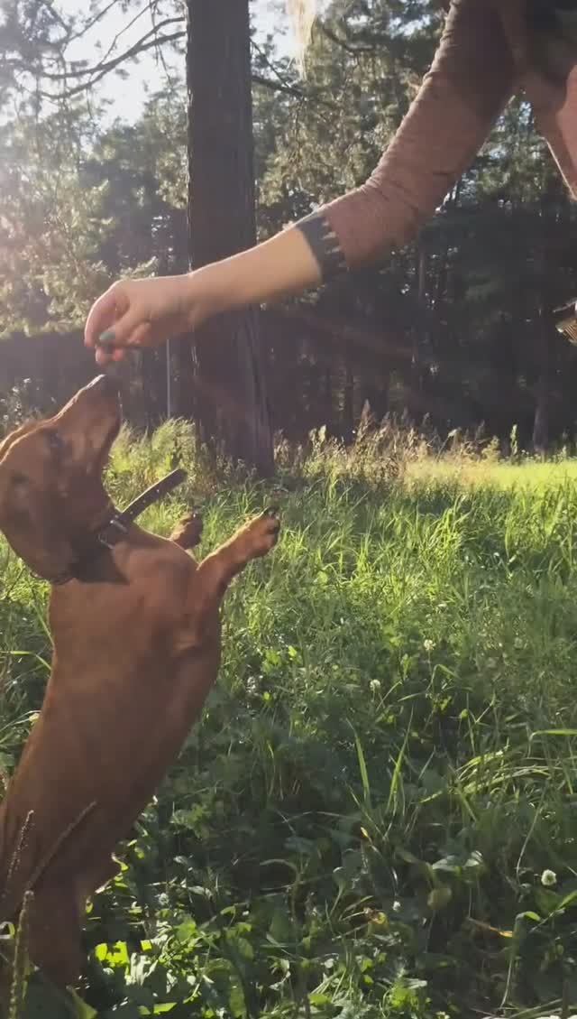 Такса ест тёмный шоколад для собак CHOCO DOG