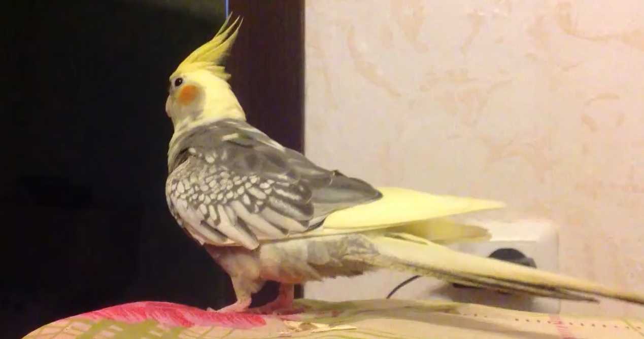 Попугай Корелла. Самка или самец? Какого пола этот попугай? Подсказки в описании