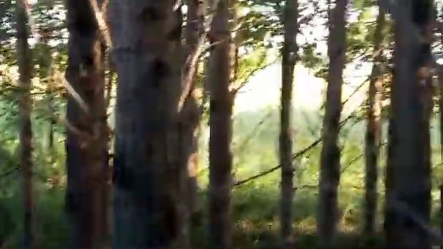 В лес за грибами//Тихая охота