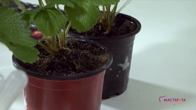 Сити-фермерство. Московский детский чемпионат "Мастерята"