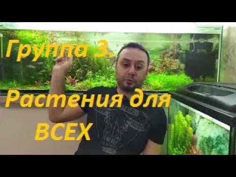 Растения из меристемы.  Группа 3 - Посадил и забыл. (Архив от 20.02.2022)