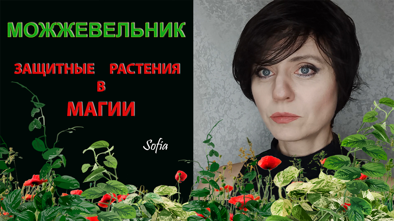 Защитные растения в магии. Можжевельник.
