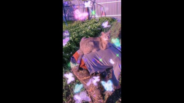 Царь, просто царь!