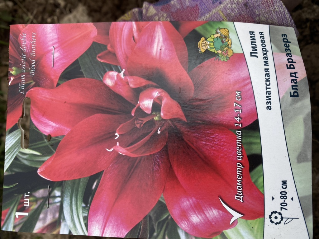 Архив Лилия 