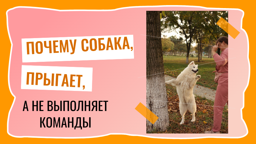 Почему собака прыгает, а не выполняет команды | дрессировка собак