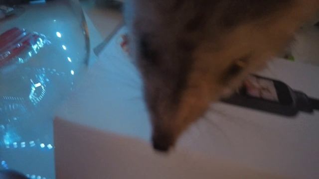 Что творит этот еж?) ???