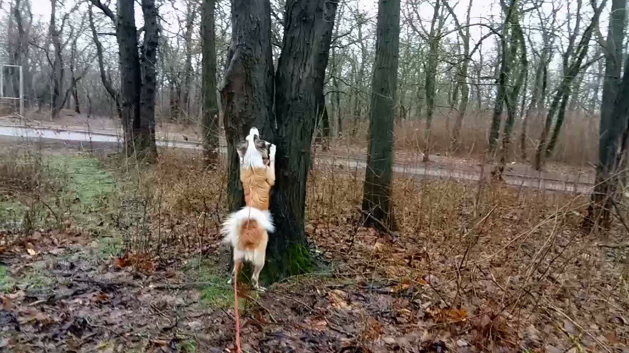 Шуля и белки. 10.01.2021