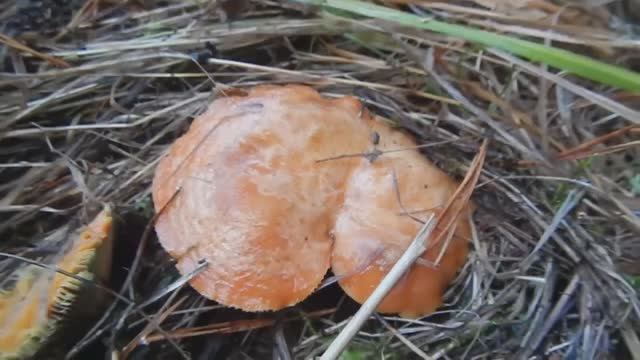 Рыжики в ноябре_ Почему бы и нет!!!