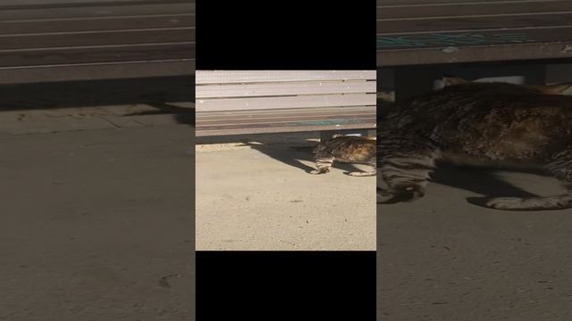 Кот на остановке загорает!!!!и отдыхает!!!