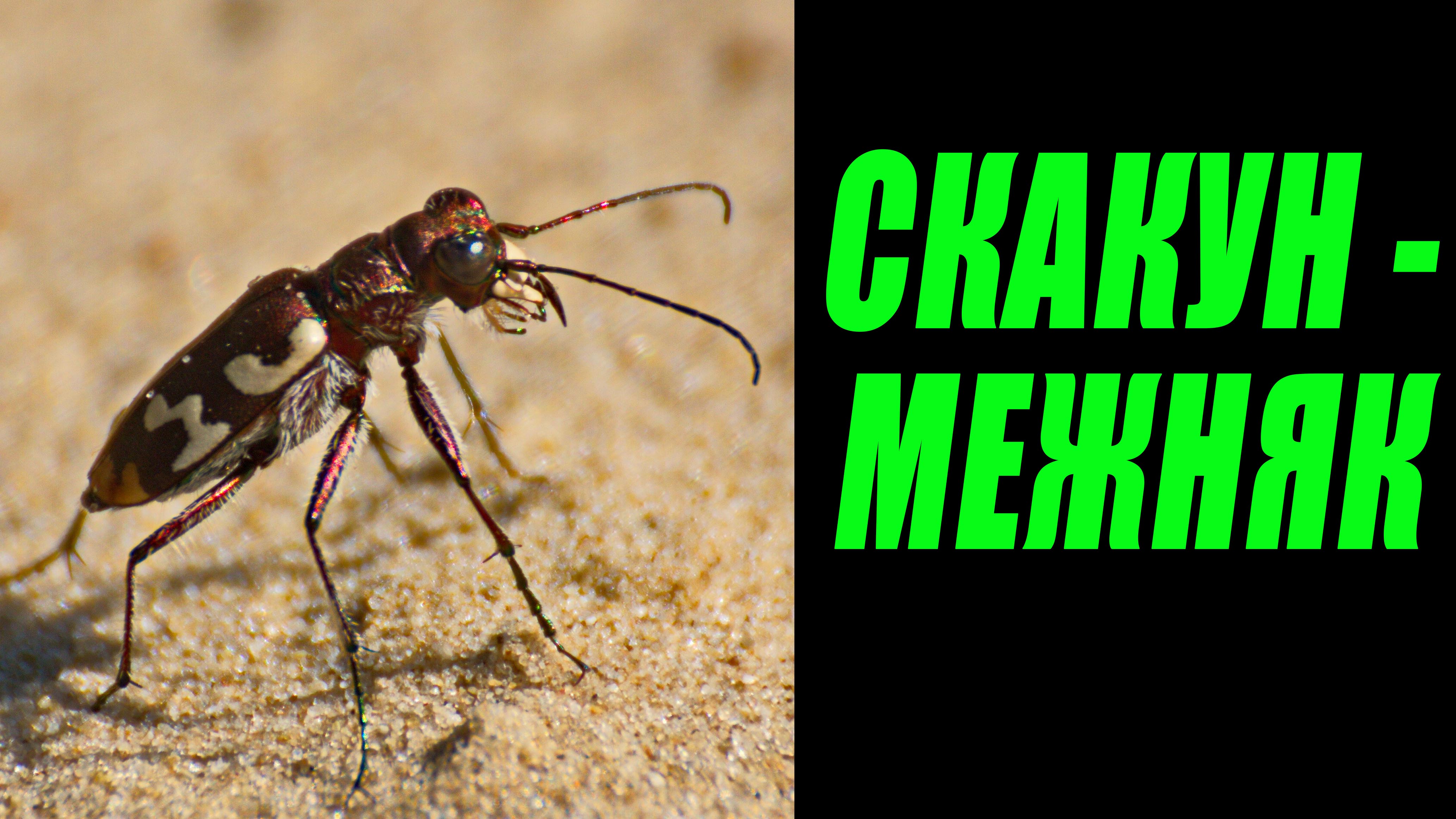 ГЕПАРД СРЕДИ ЖУКОВ, СКАКУН - МЕЖНЯК/ МИЛЛИМЕТРОВАЯ ВСЕЛЕННАЯ