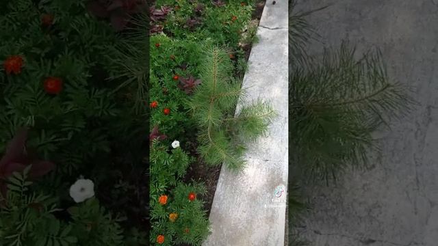 Красивое растение Амарант.