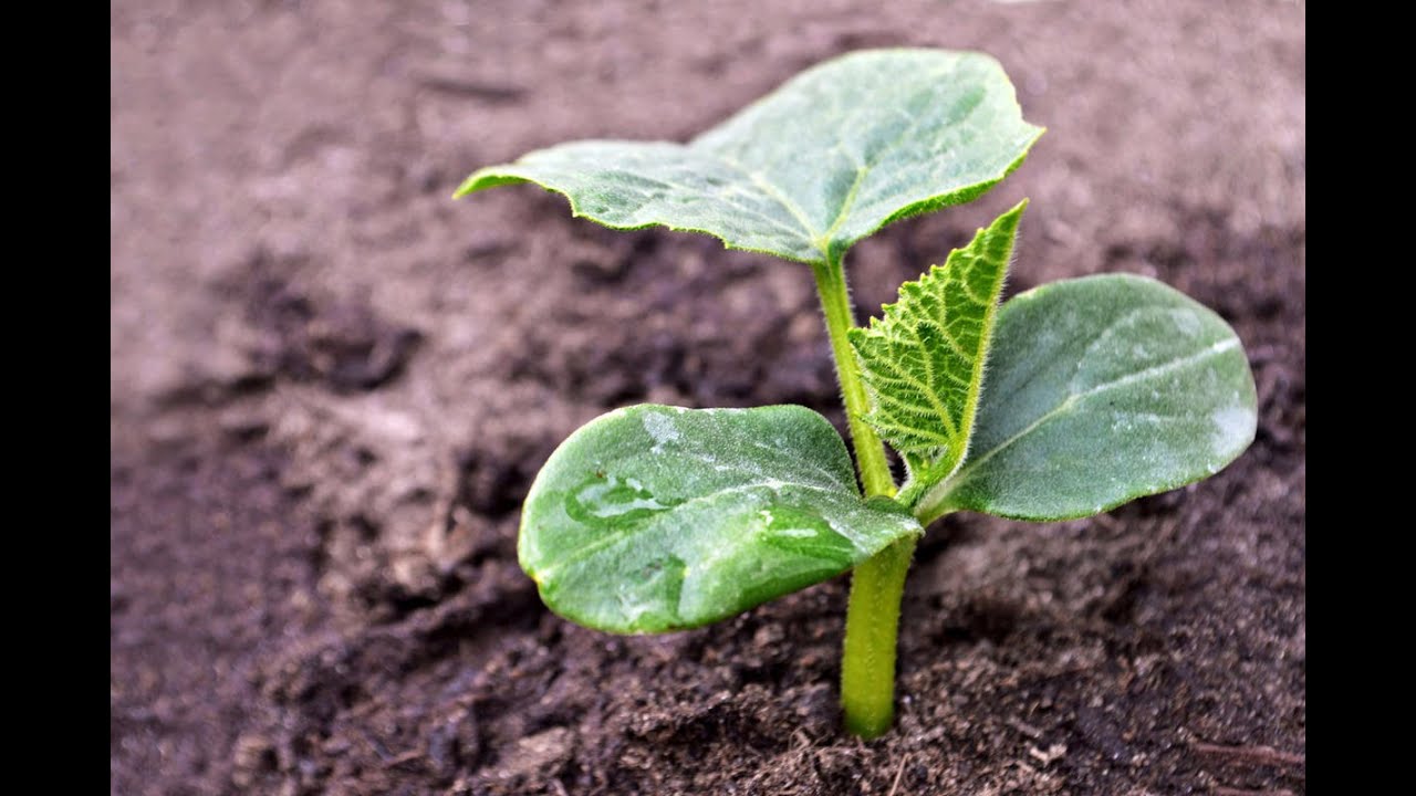 За разговорами сажаю огурцы!