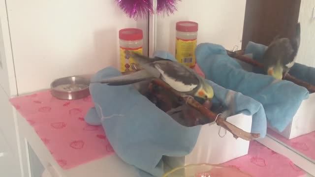 Почему птенцы растут без мамы. Разведение птенцов попугаев 1-й сезон