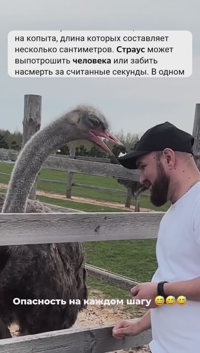 Опасность на каждом шагу)))))))))) #Псков #Страус