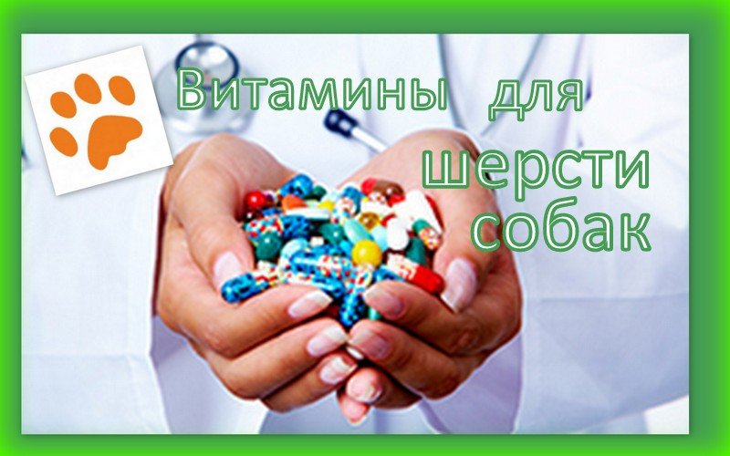Витамины для шерсти