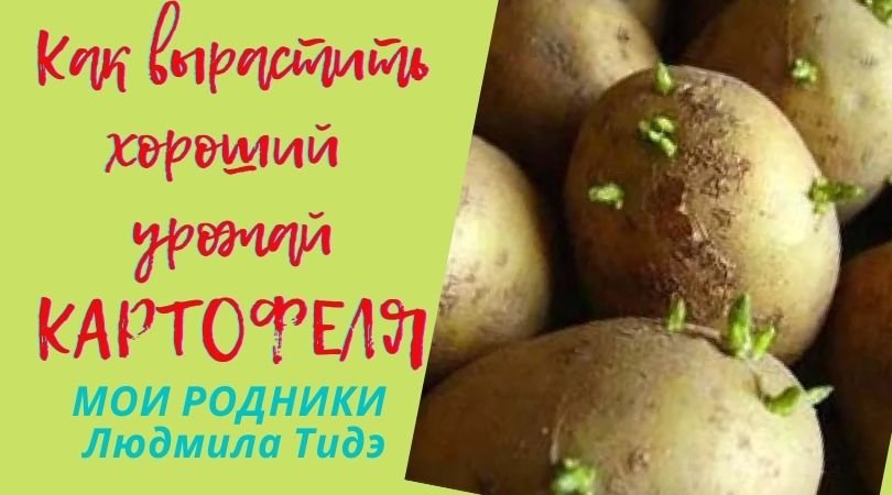 Садовый центр Мини обзор Как вырастить хороший урожай картофеля.mp4