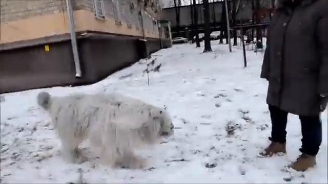 Наши домашние питомцы. Южнорусские овчарки дедушка Парамон Крым и внучка Ярослава 28 марта 2020
