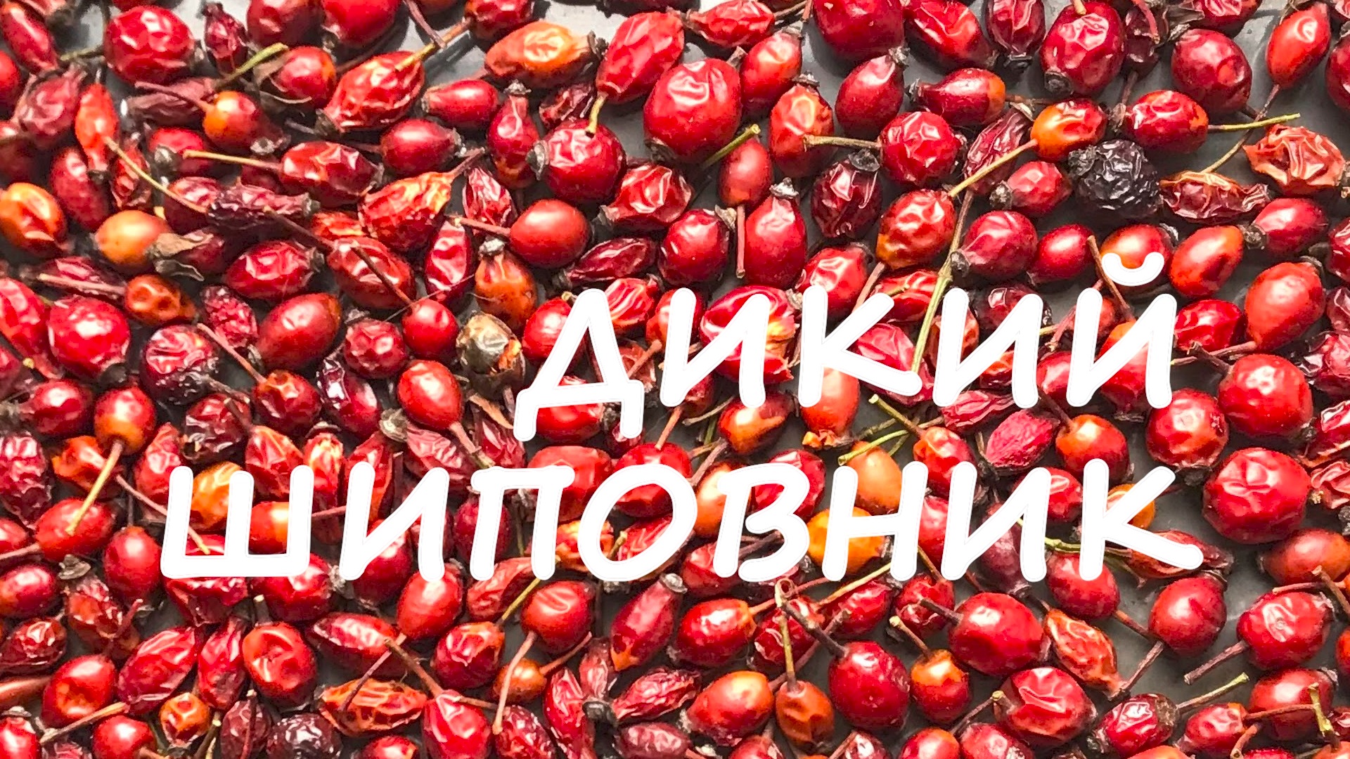 Зимний шиповник, близ ЖК "Парковый". / 30.01.2024 г.