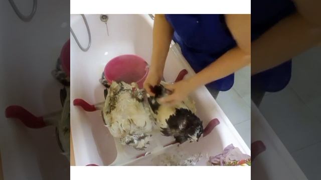 Чистим индоуток, выход мяса.