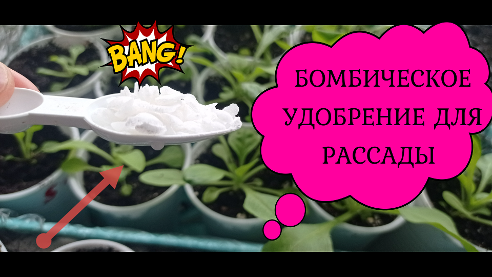 Бомбическое удобрение для рассады!#удобрение#чемудобрить#удобрениедлярассады#удобрениедлярастений#