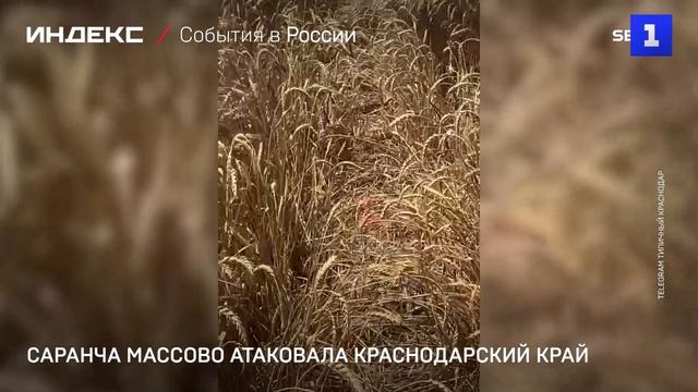 Саранча массово атаковала Краснодарский край