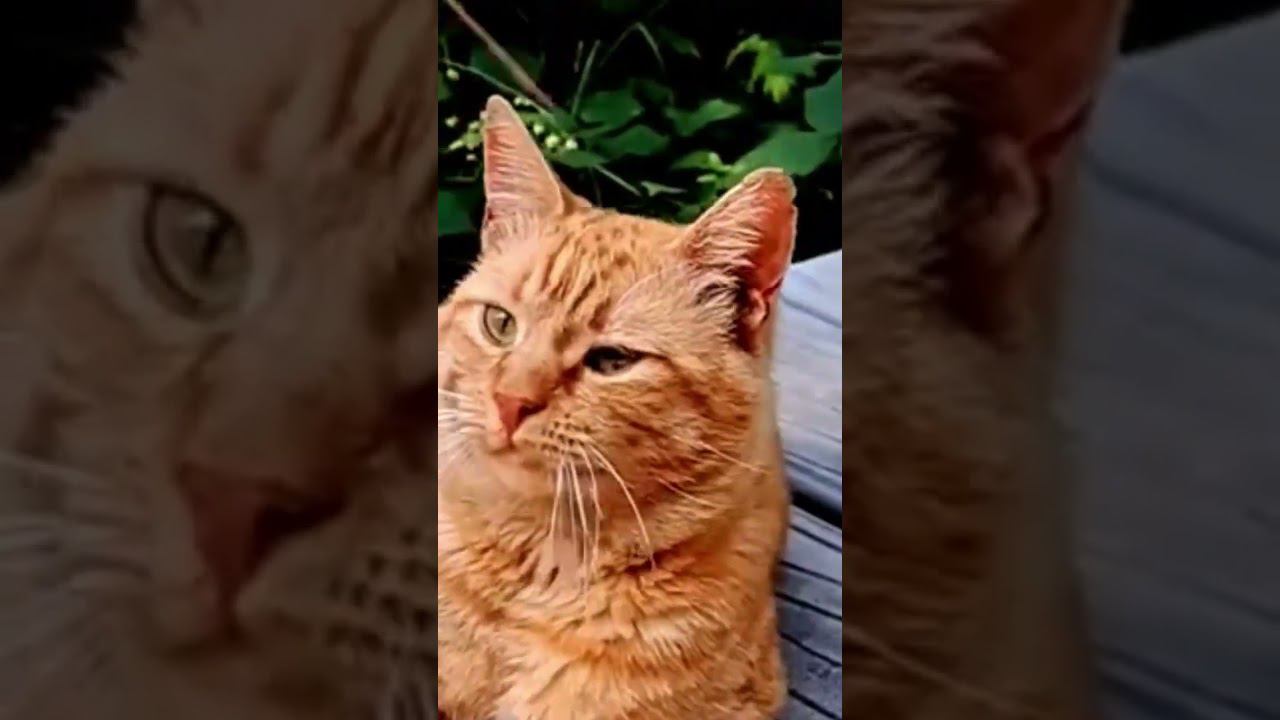 Коты и кошечки - город  кошек Зеленоградск.