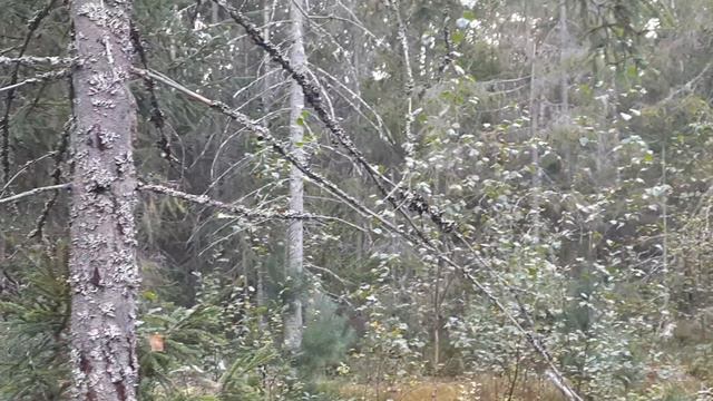 как не встретить медведя в лесу