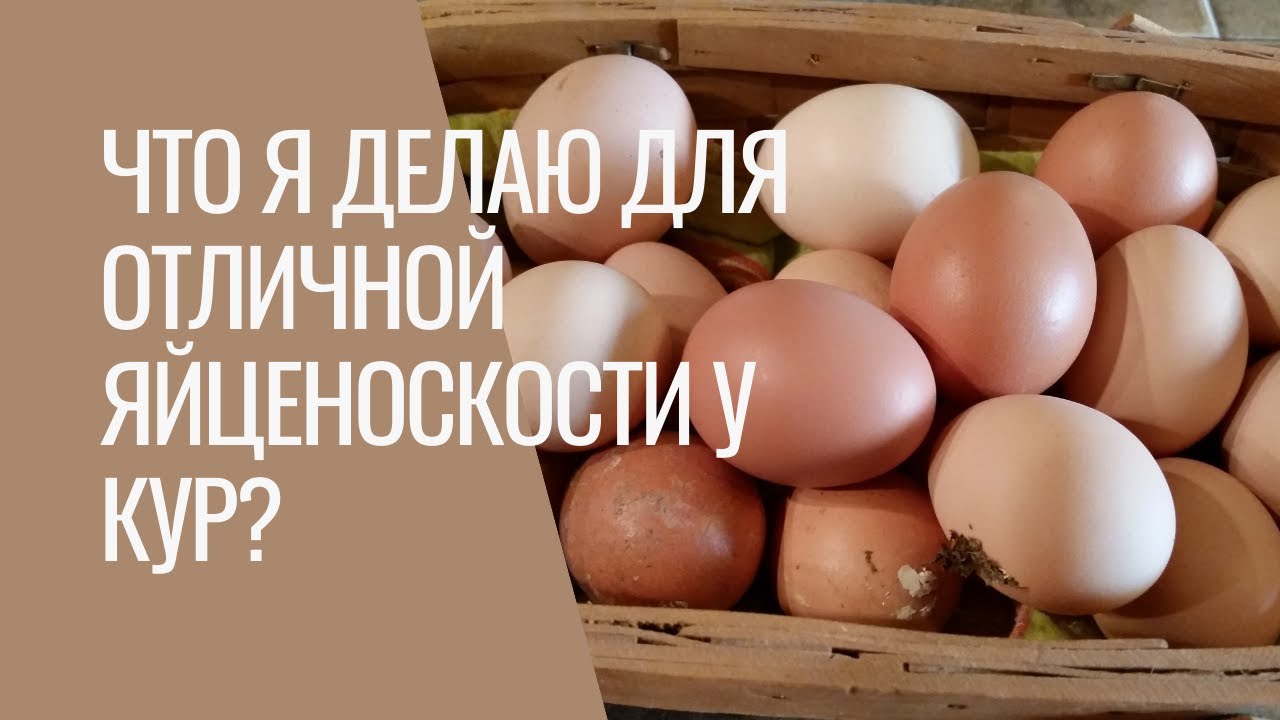 Что Я Делаю для Отличной Яйценоскости у Кур_ Лучшие витамины.