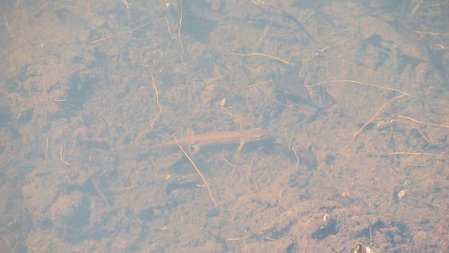 Тритон тоже крокодил, только маленький ещё