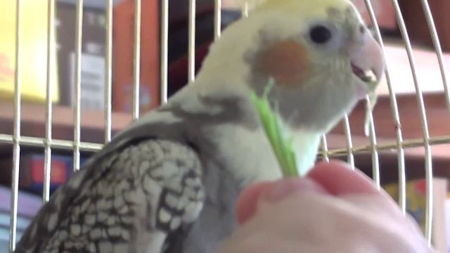Даем травку с руки в клетке. Корелла попугай самка Приручение.