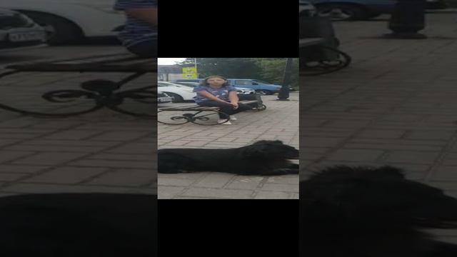 Ендржиевская Полина, 11 лет, Н.М. Рубцов "О собаках"