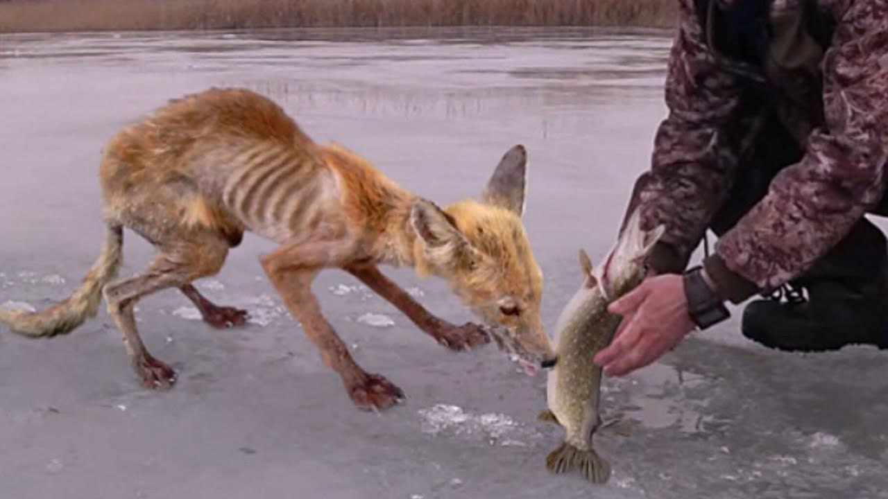 Эти Животные Попросили Человека О Помощи. Человечность.