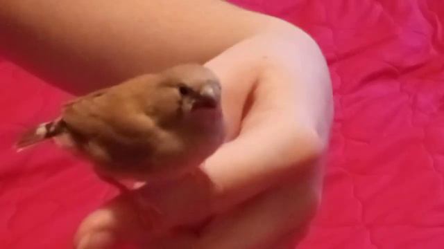 Нашей пташке 20 дней//shorts-video