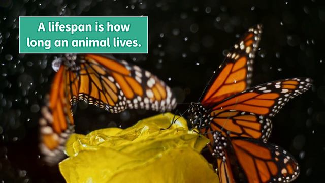 KBNGESS_KidsBox_Level4_Unit7_CLIL_video