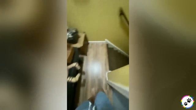 Забавные питомцы #83