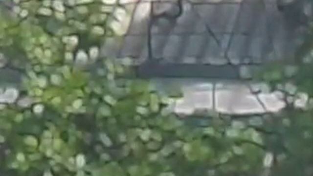 Стабилизация. Голуби на крыше 531348441